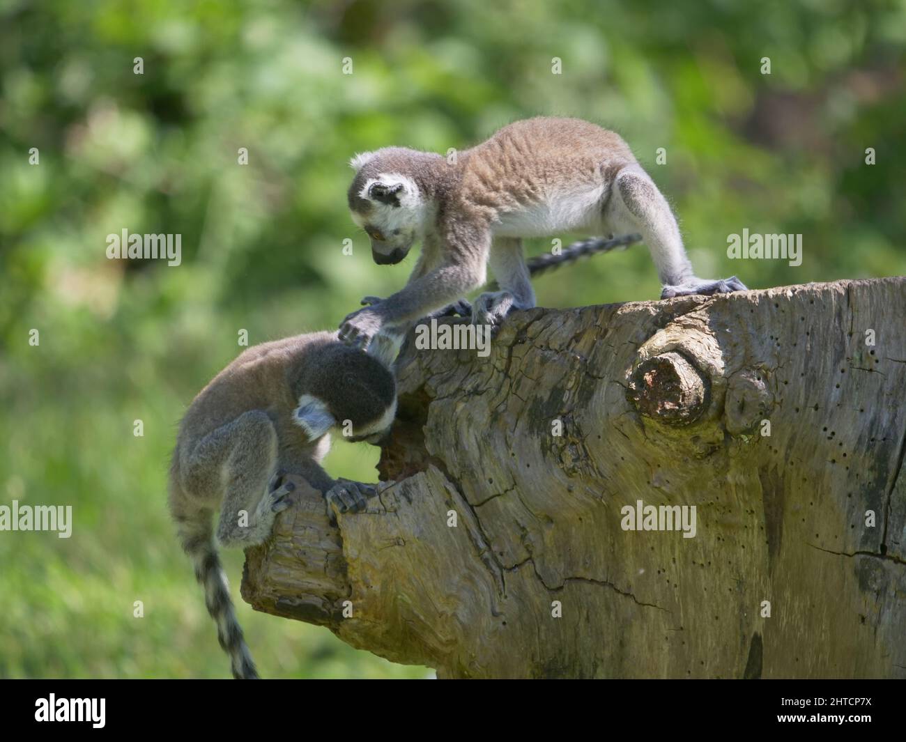 Beautiful shot of two baby lemurs playing with each other on a tree ...