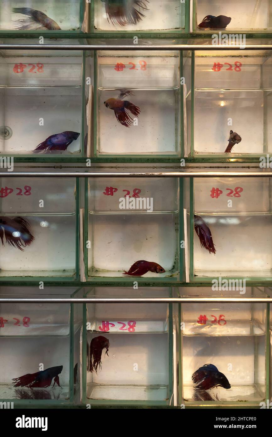 Siamese fighting fish for sale at the Goldfish Market, Tung Choi Street ...