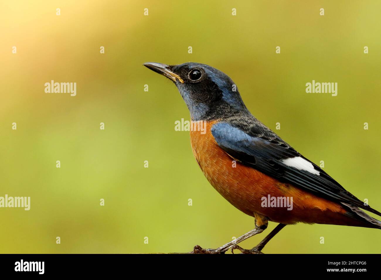 Purple thrush hi-res stock photography and images - Alamy