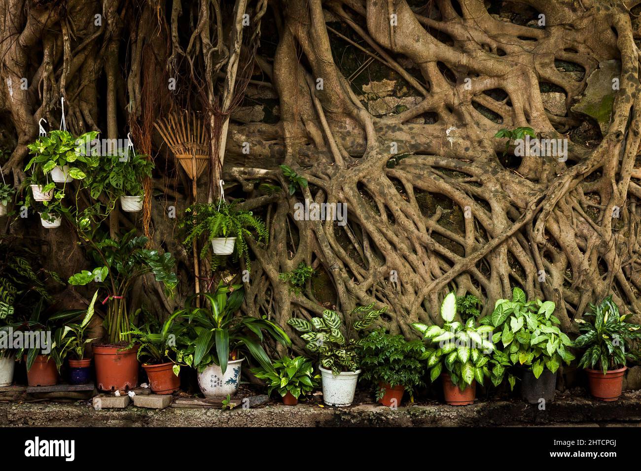 Potplants in front of extensive root system of banyan tree, Stanley ...