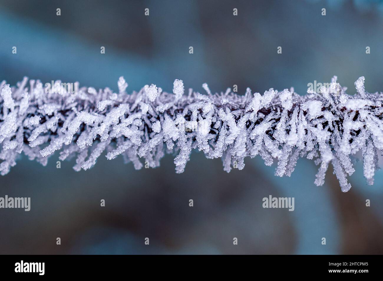 Closeup of a branch in frost Stock Photo - Alamy