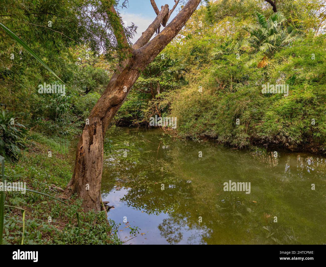 Green Tree Over Riverbank Stock Photo - Alamy