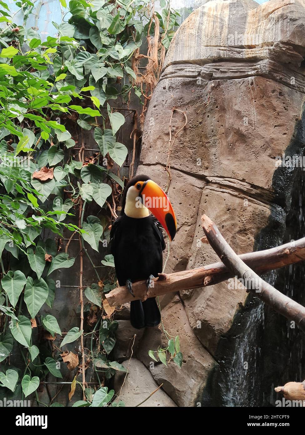 Selective of a toco toucan (Ramphastos toco) in a zoo Stock Photo - Alamy