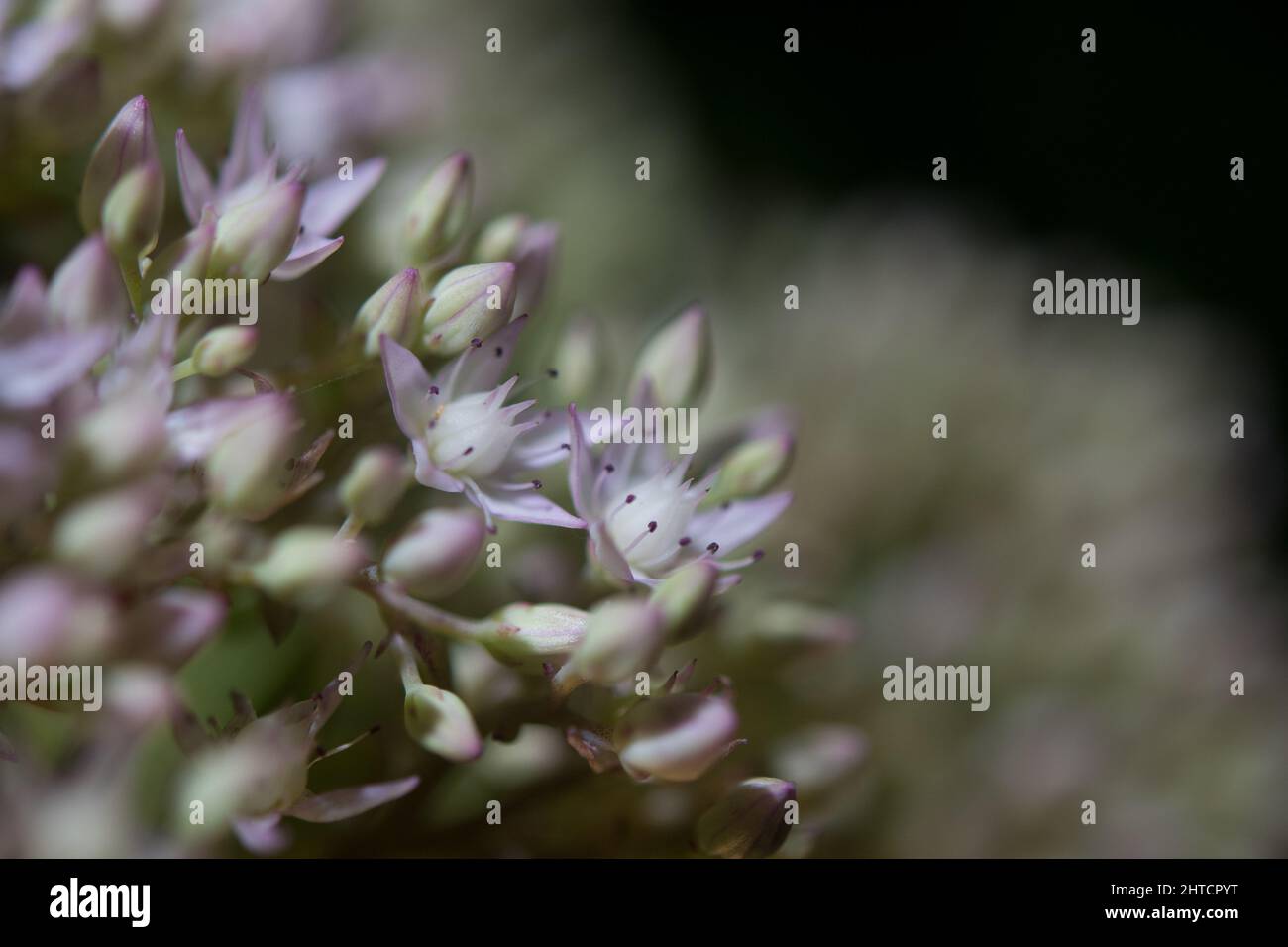White flower clusters hi-res stock photography and images - Alamy