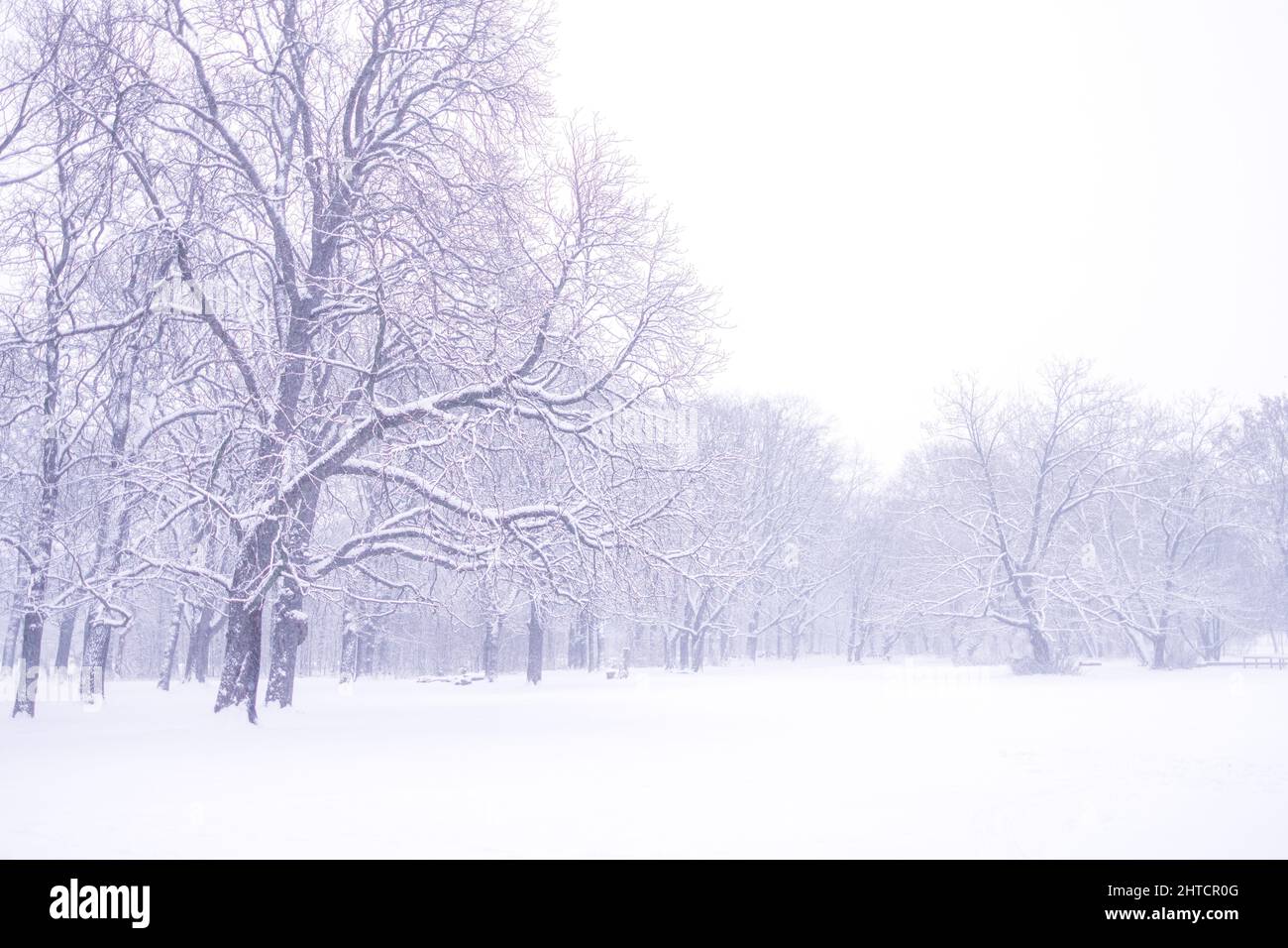 Beautiful winter scene in the forest covered by snow Stock Photo - Alamy