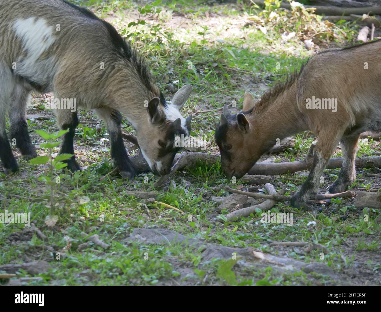 American pygmy goat hi-res stock photography and images - Alamy