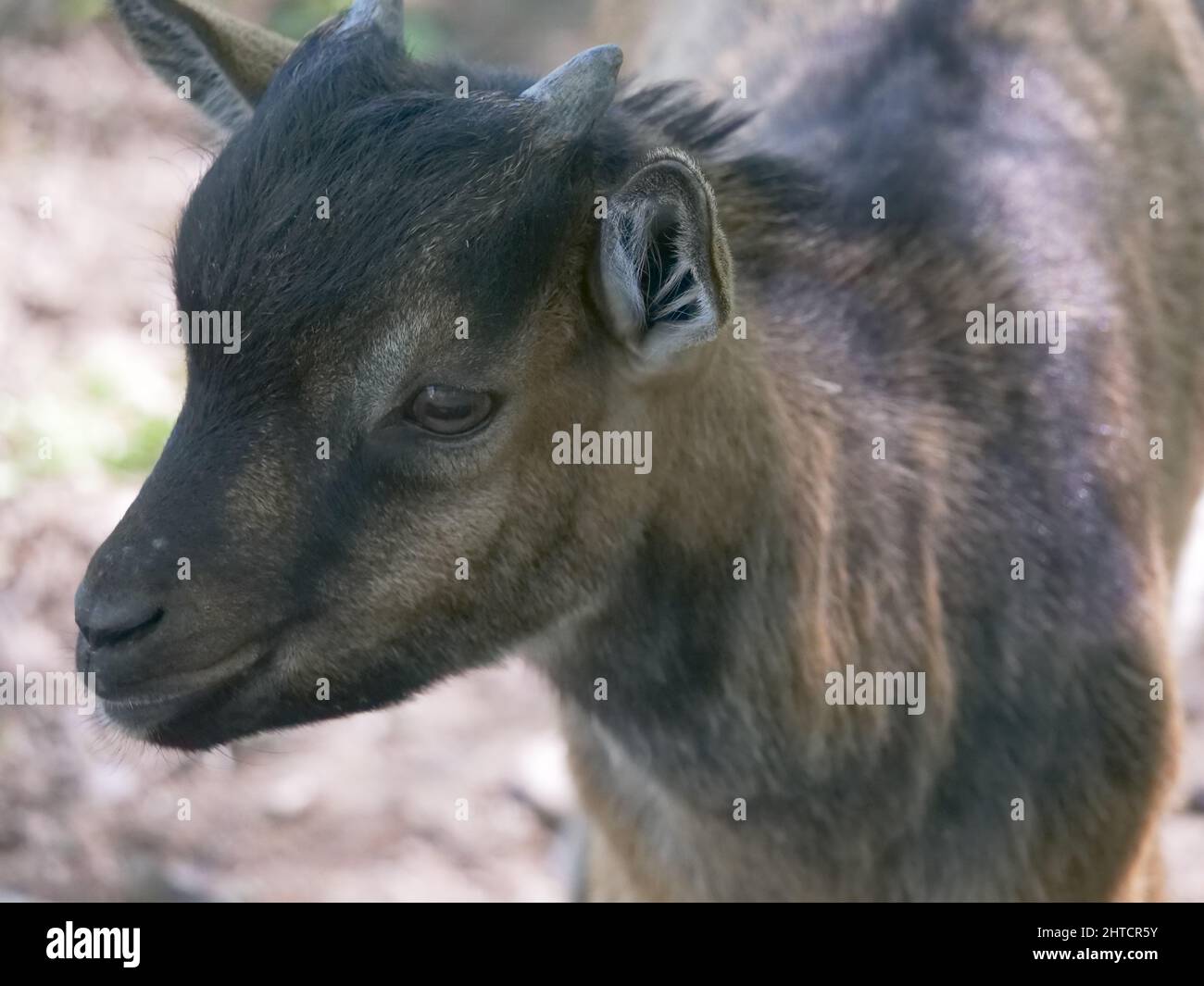 American pygmy goat hi-res stock photography and images - Alamy