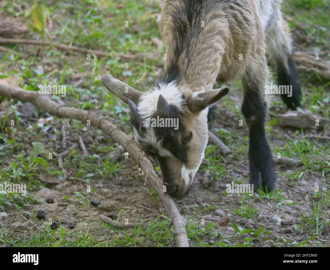 American pygmy goat hi-res stock photography and images - Alamy