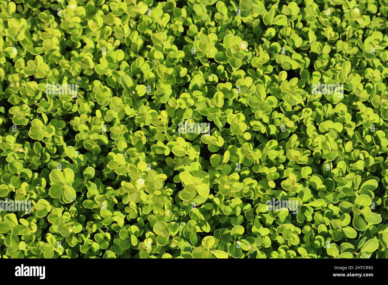 Top view of green clovers in the sun Stock Photo - Alamy