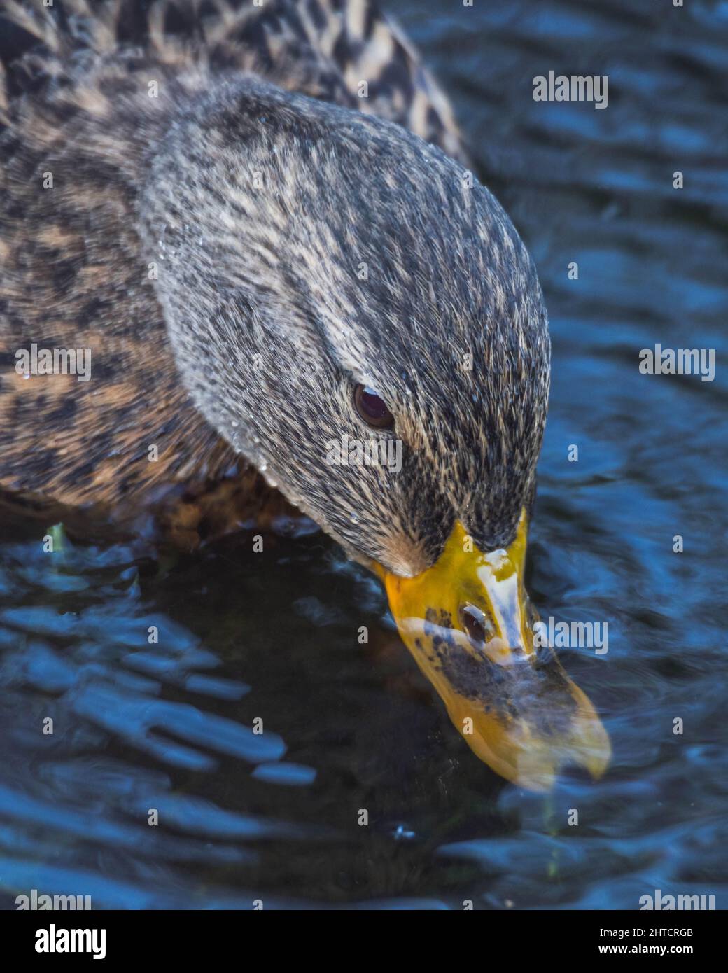 Vertical closeup of the female mallard drinking water. Anas ...
