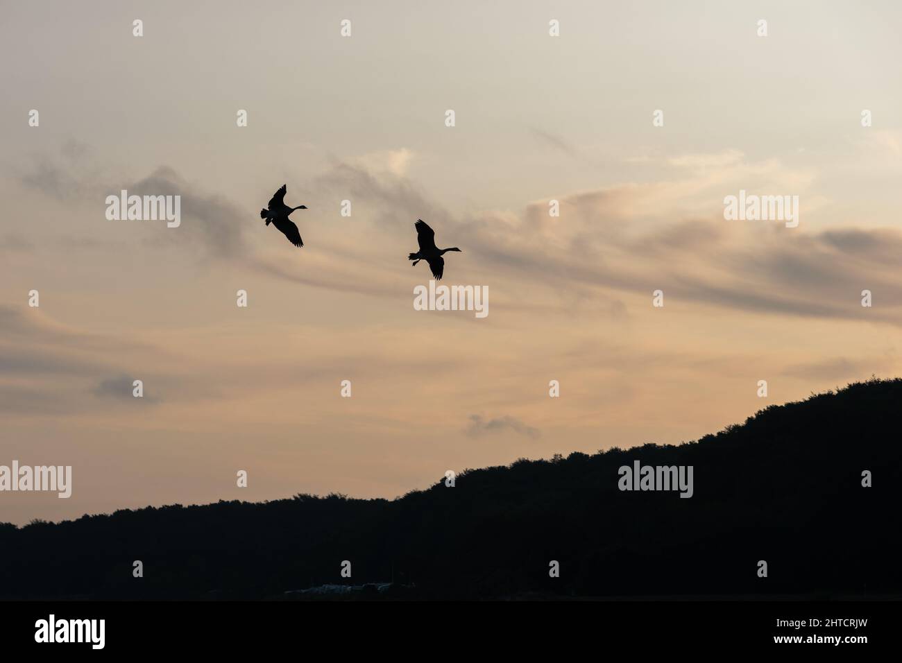 Low angle shot of the silhouette of two birds flying in the sky with ...