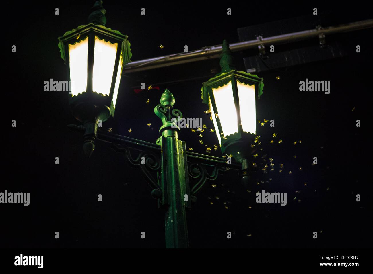 Insect flying around street light hi-res stock photography and images ...