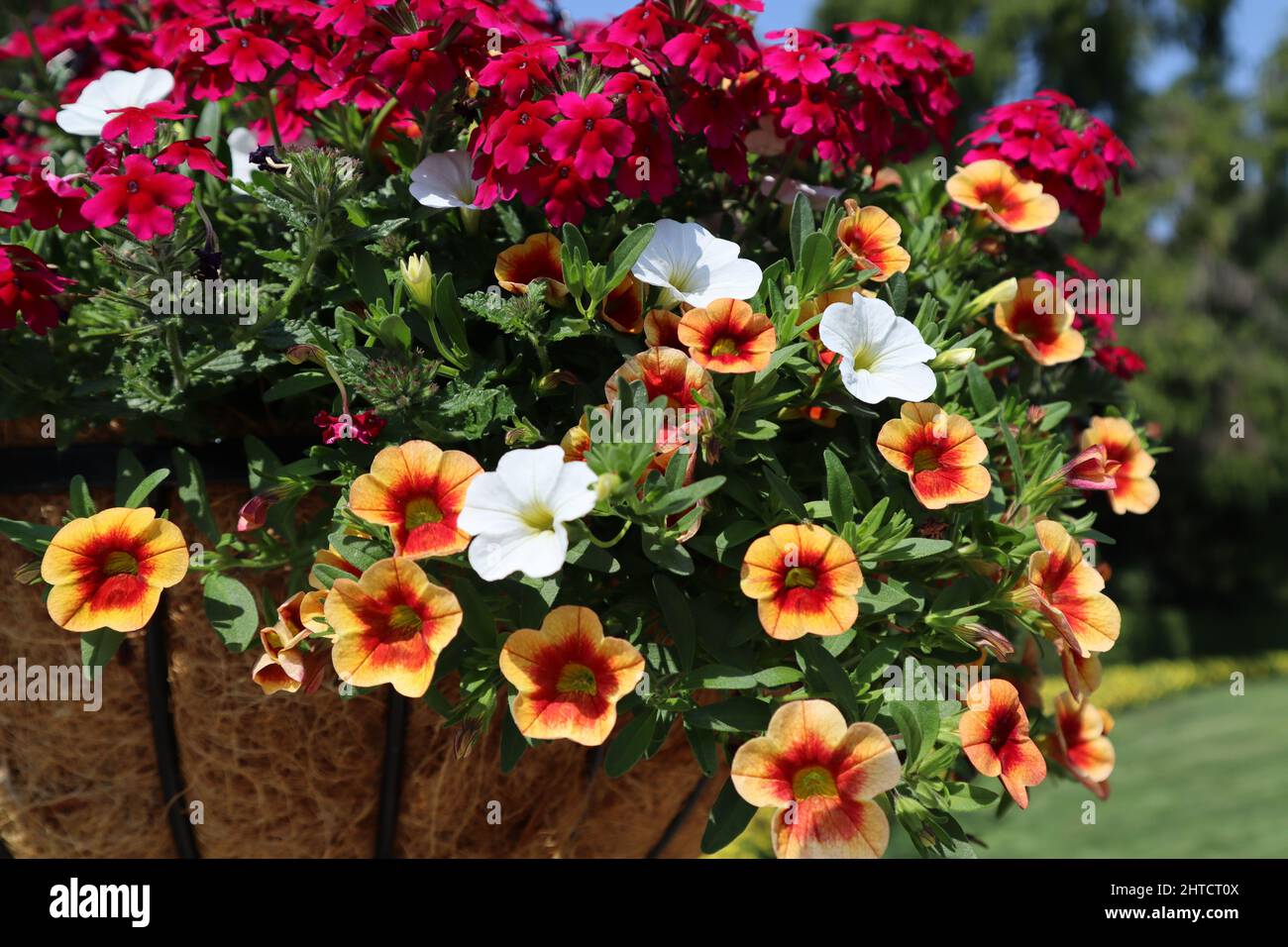 Flower pot with calibrachoa, phlox, and petunia flowers in a sunny park ...