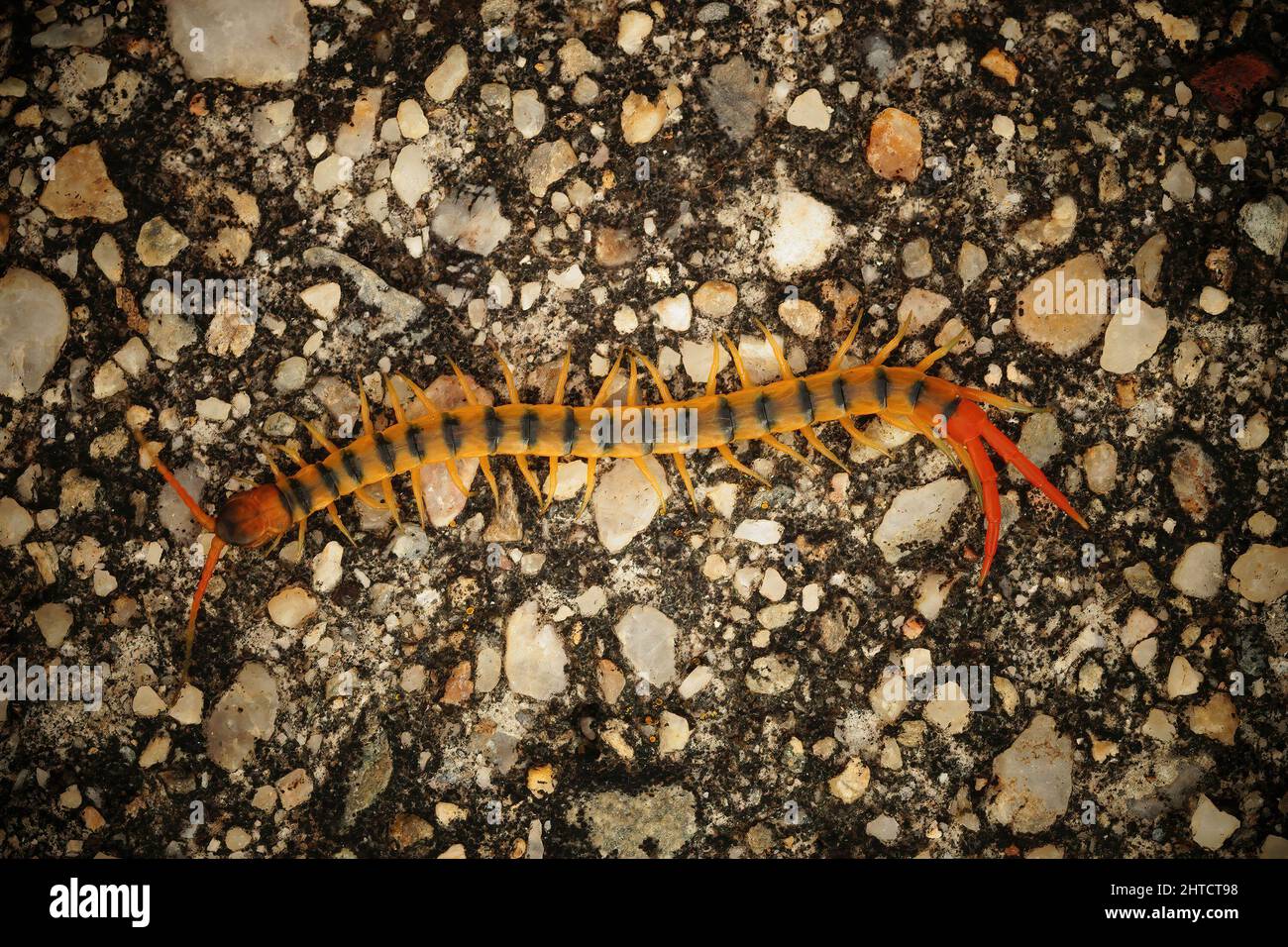 Closeup of the colorful orange Megarian or Mediterranean banded ...
