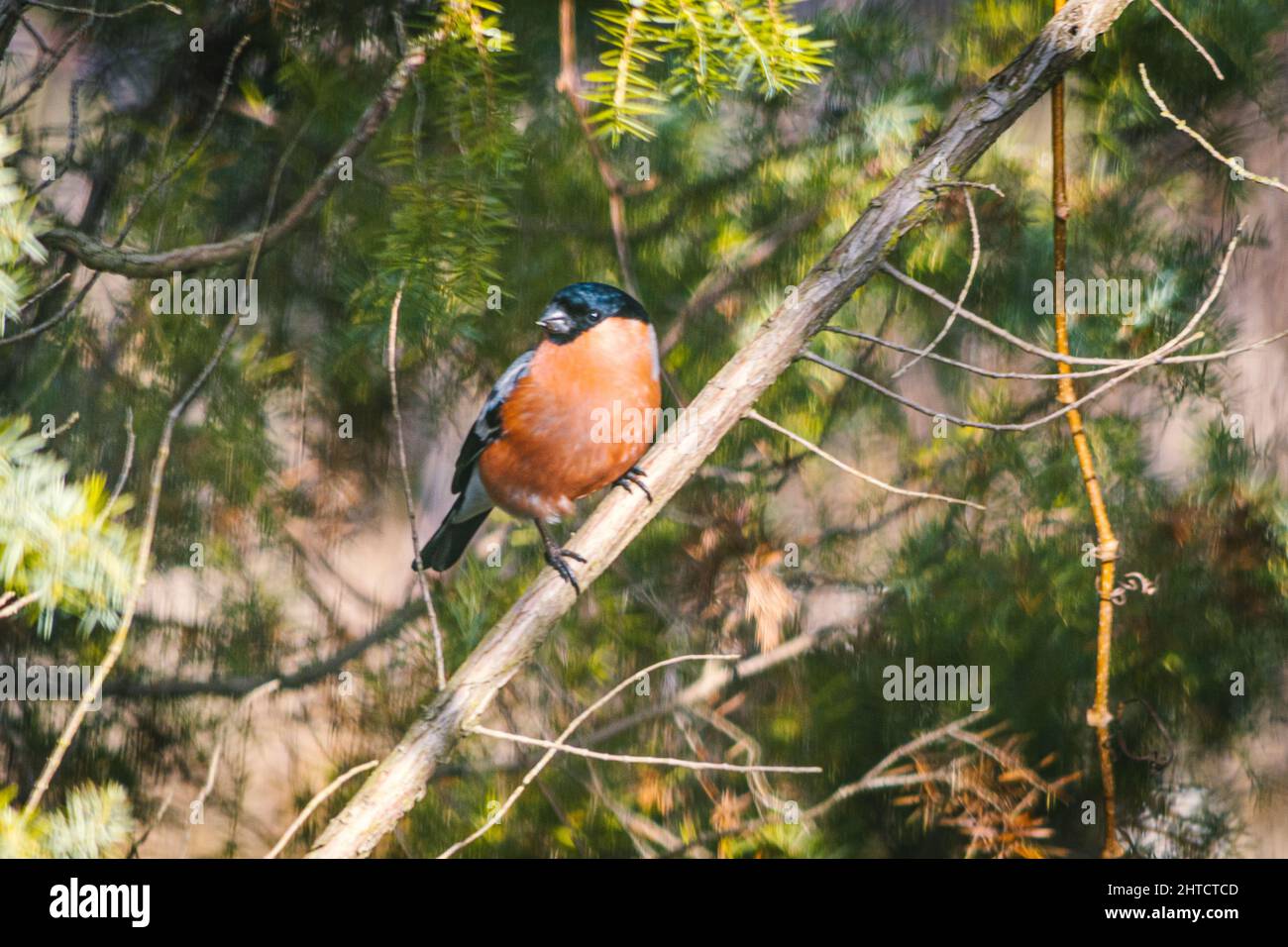 Bull bull bird hi-res stock photography and images - Alamy