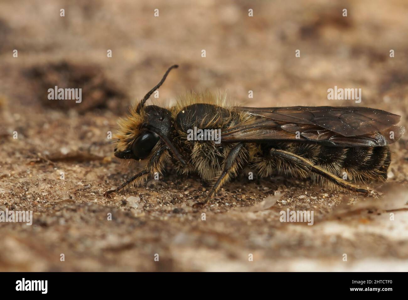 Rampion scissor bee hi-res stock photography and images - Alamy