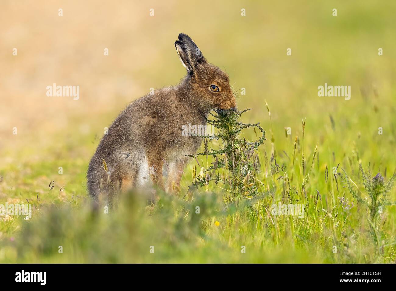 Mountain hare eating a thistle, Orkney, Scotland Stock Photo - Alamy