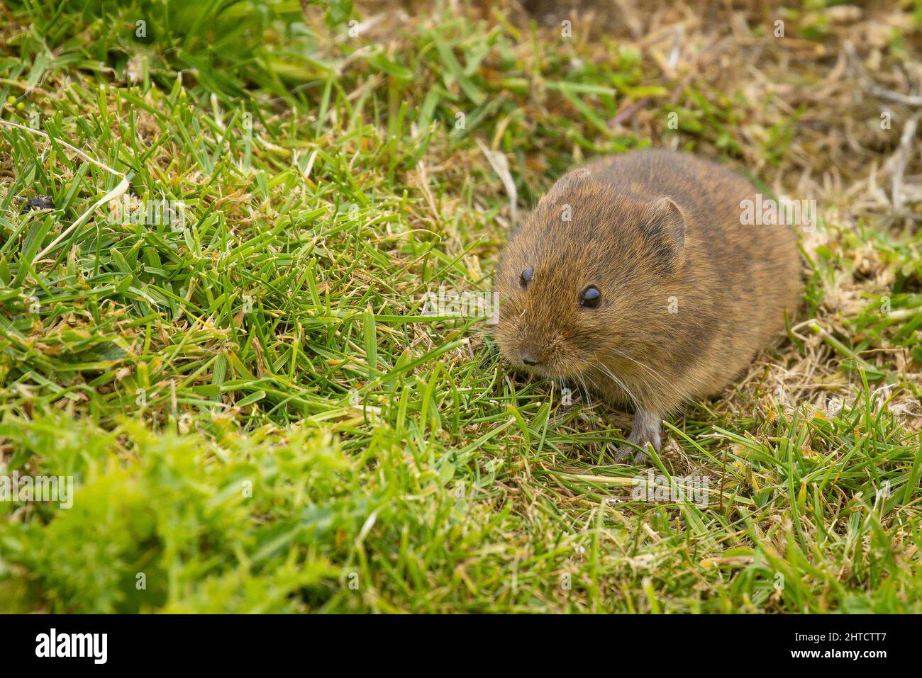 Orkney wild flowers hi-res stock photography and images - Alamy