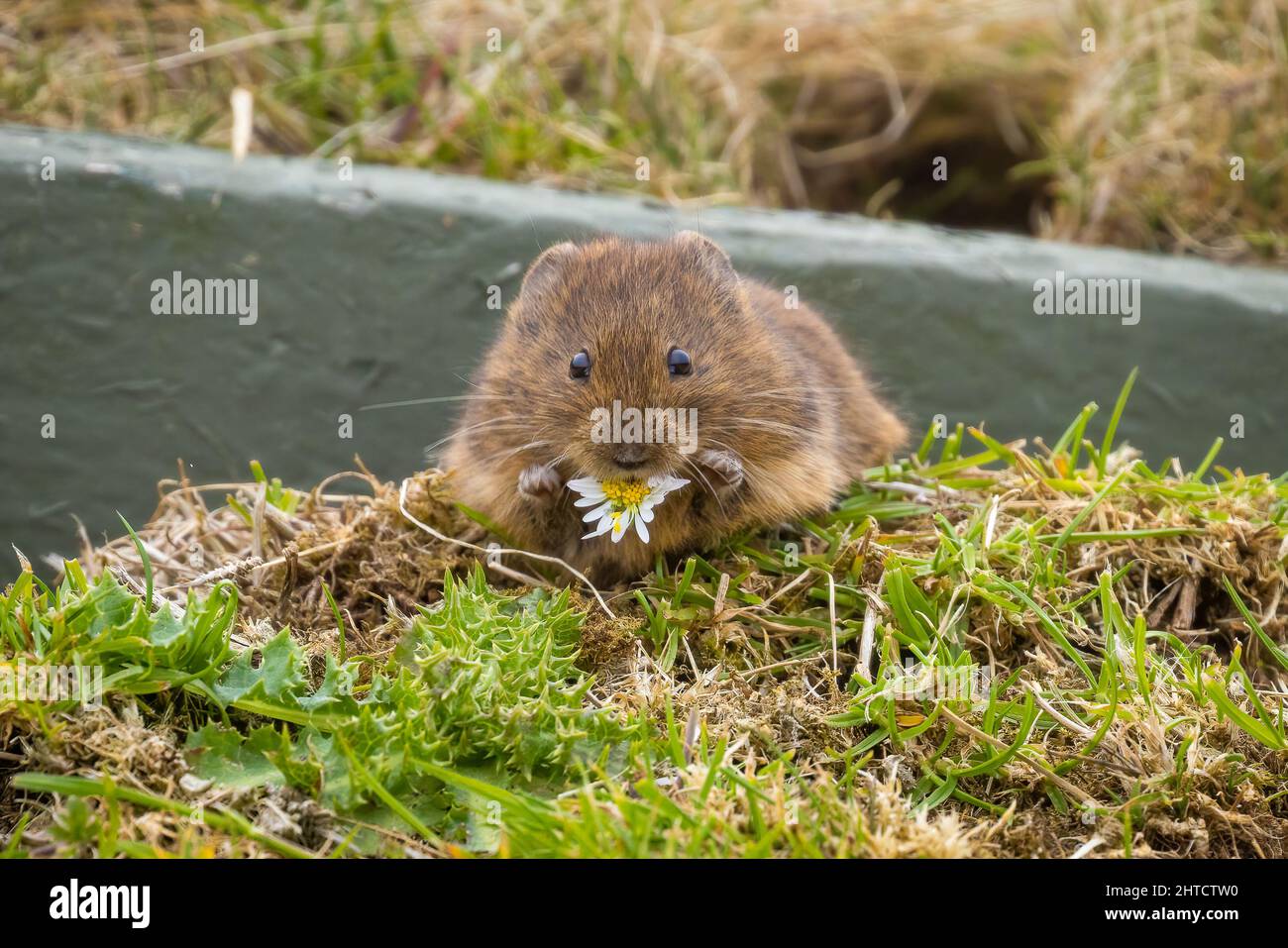 Tiny daisy hi-res stock photography and images - Alamy