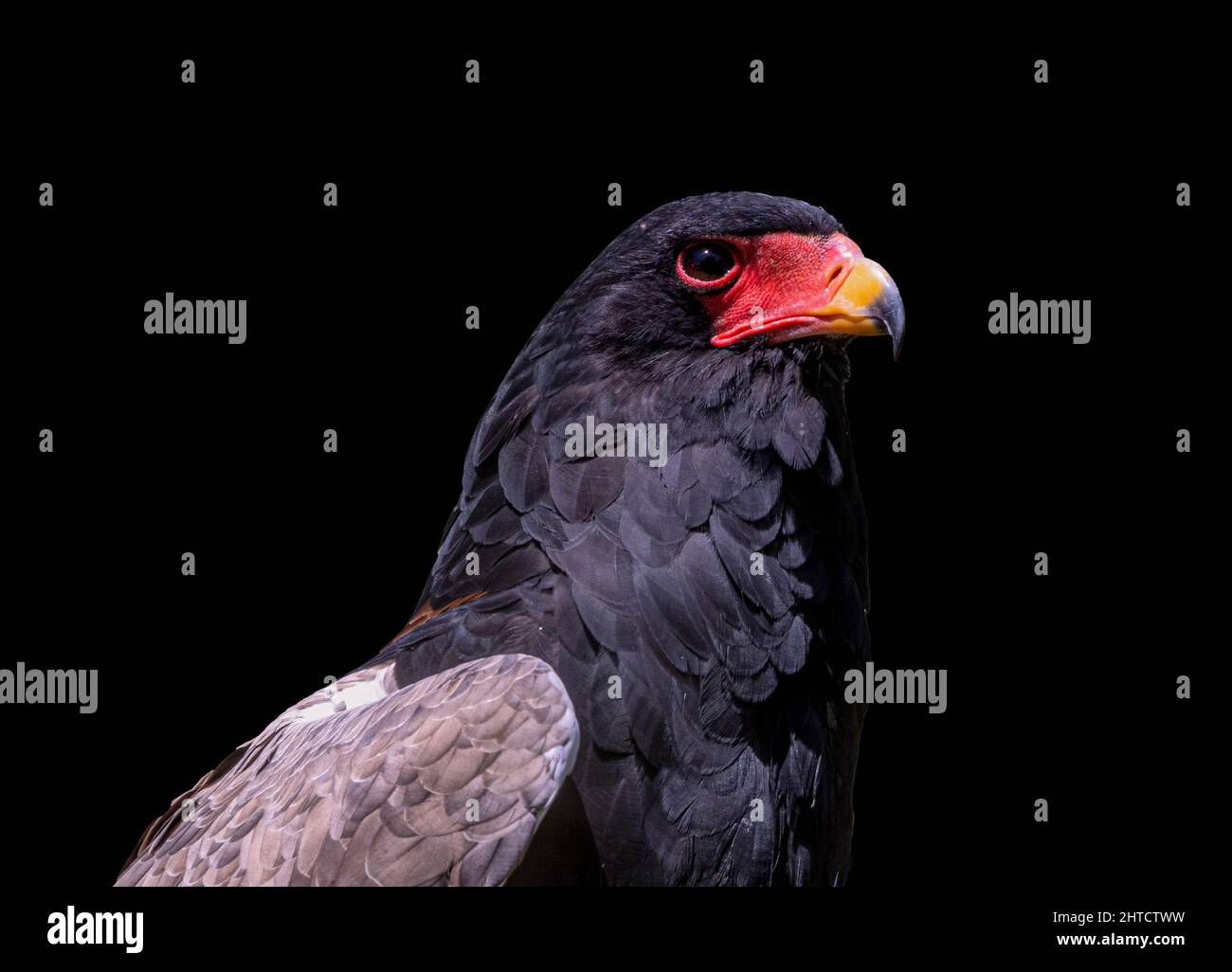 Bateleur eagle isolated on hi-res stock photography and images - Alamy