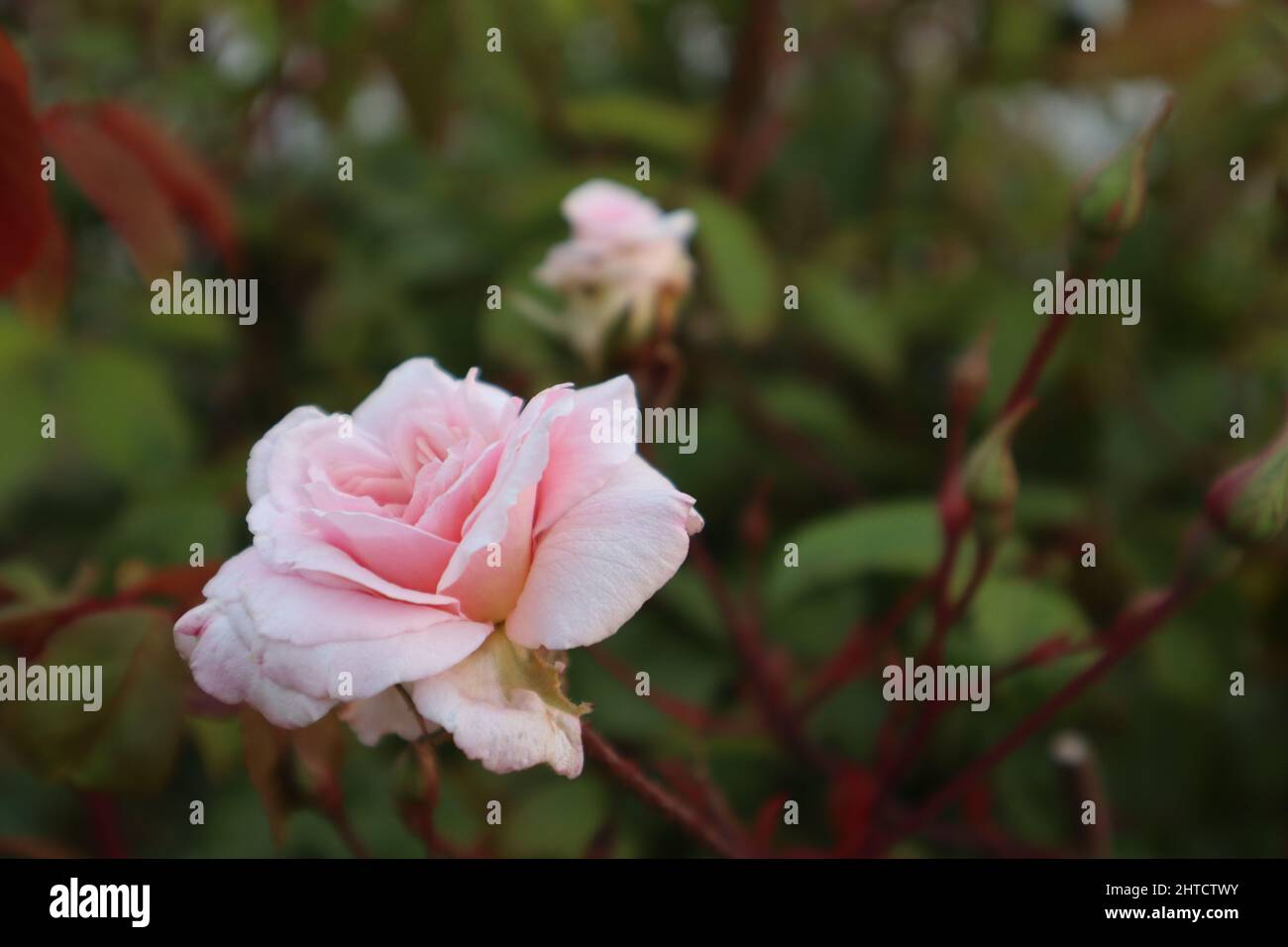 Closeup shot of a pink rose growing on a bush Stock Photo - Alamy