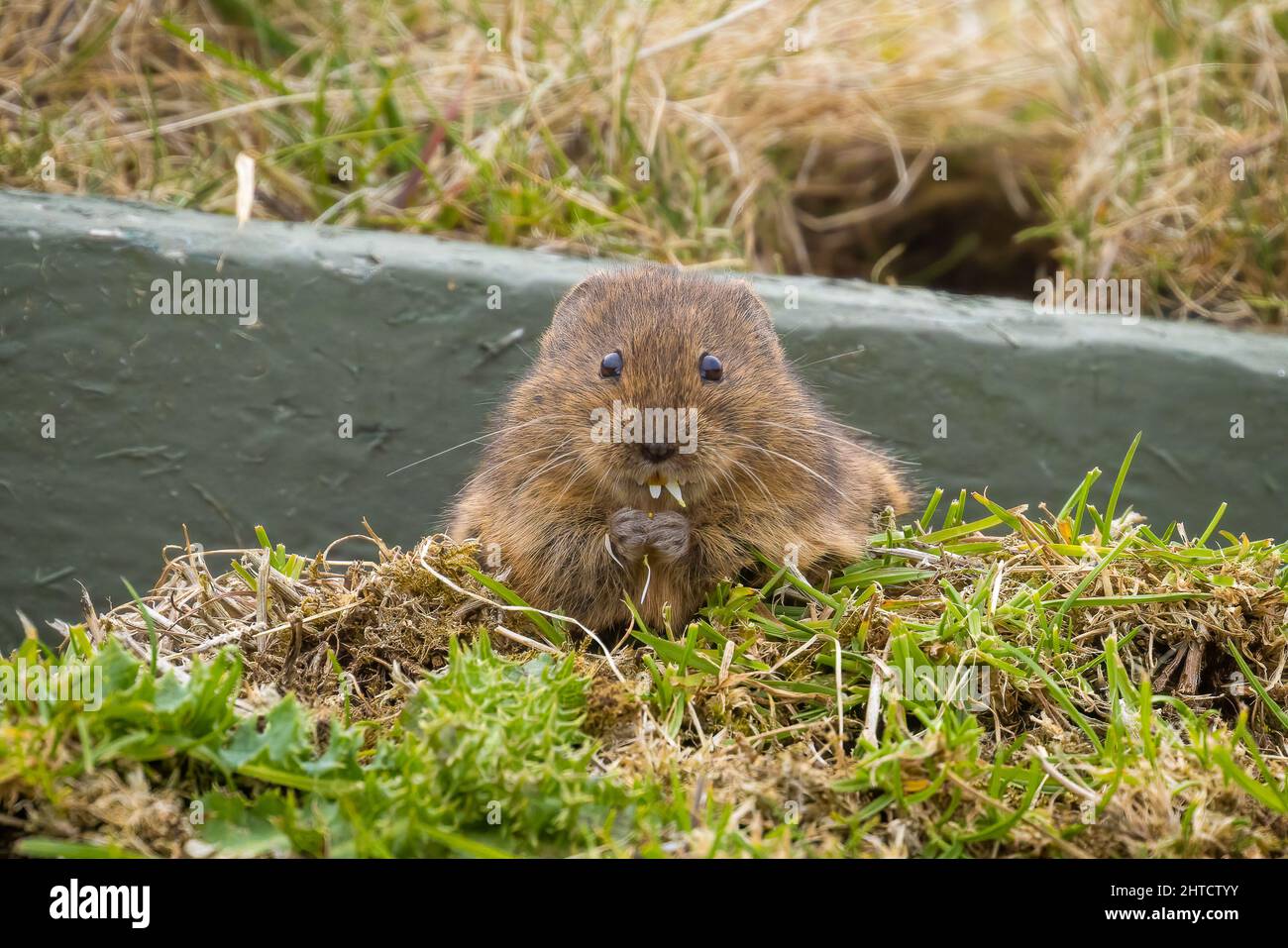 Orkney Vole eating a daisy, Orkney, Scotland Stock Photo - Alamy