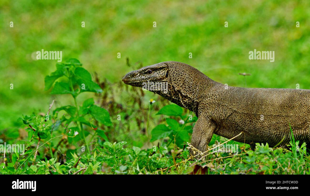 Closeup of a Bengal monitor on t Stock Photo - Alamy
