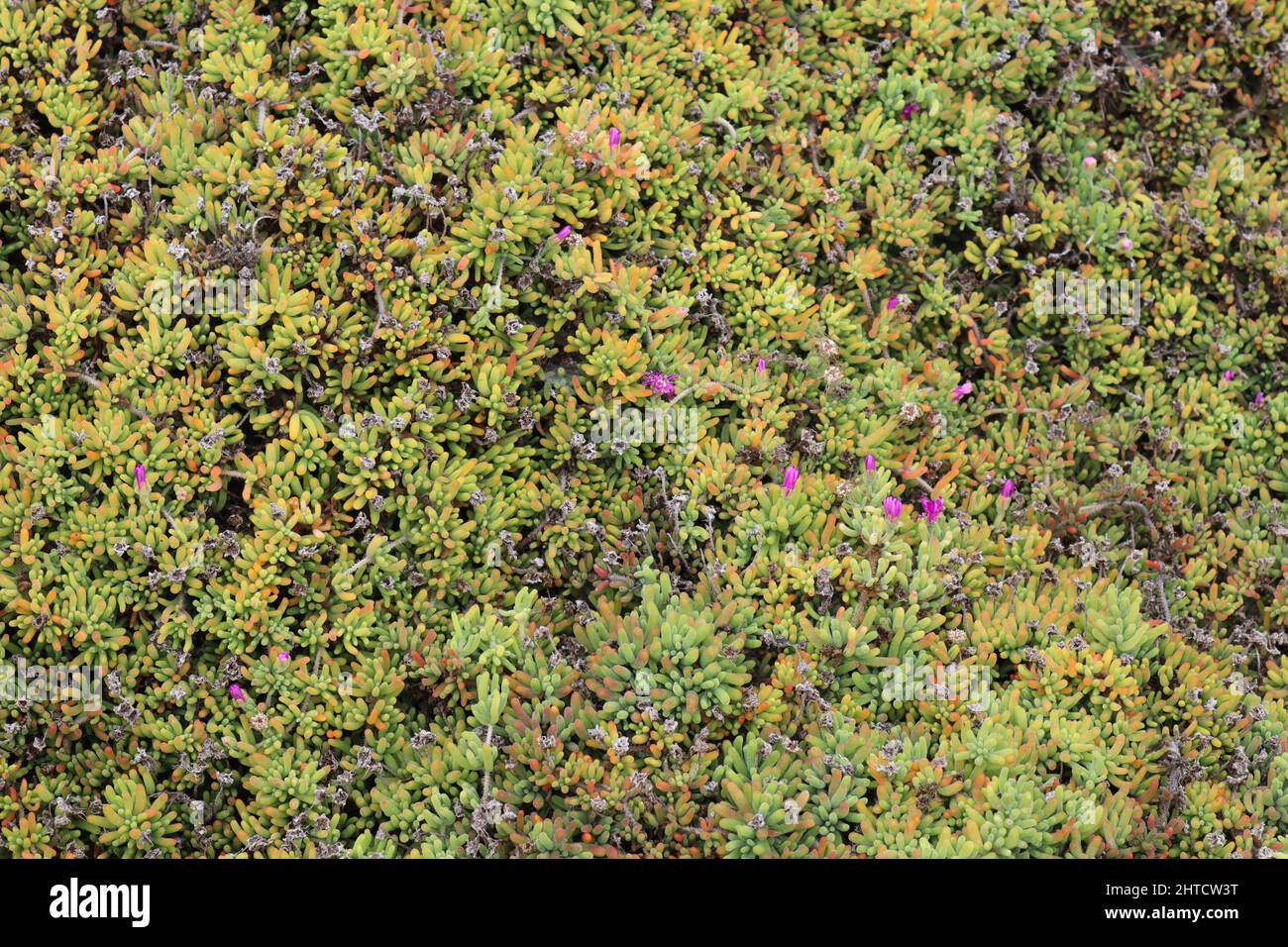 Close up shot of seaweed texture, perfect for backgrounds Stock Photo ...