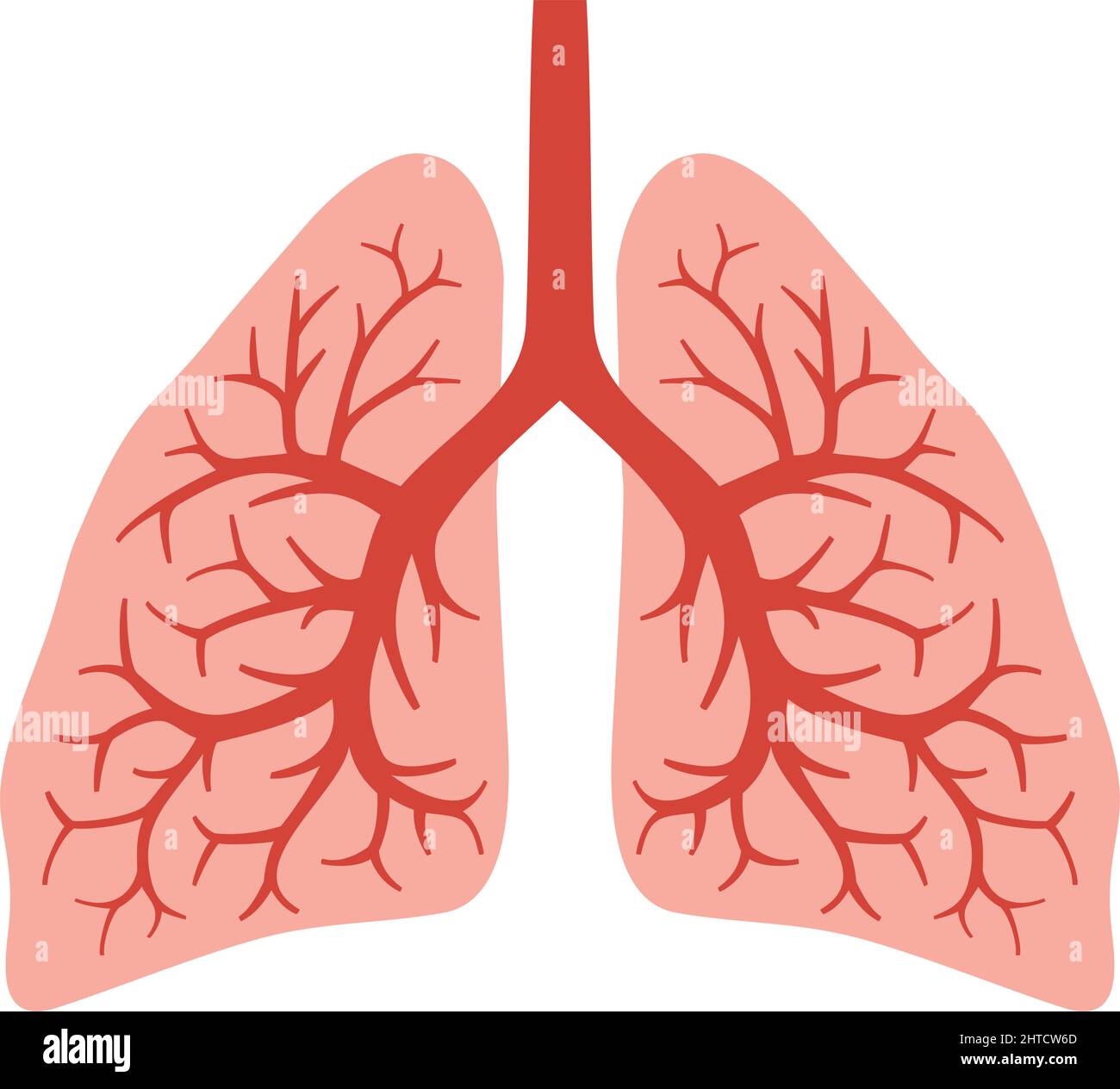 Human lungs anatomy (bronchial system) vector illustration Stock Vector ...