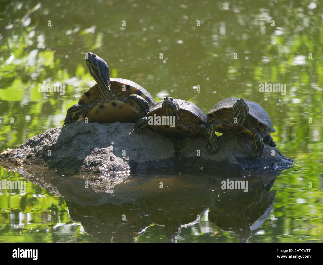 Turtles enjoying sunlight laying on the rock Stock Photo - Alamy
