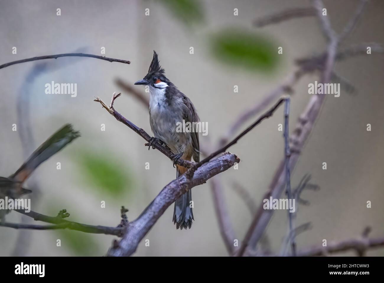 Closeup of the red-whiskered bulbul perched on the tree. Pycnonotus ...
