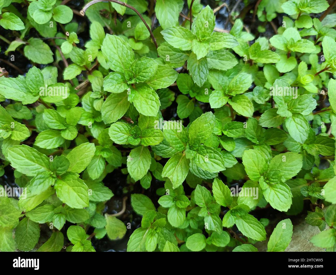 Mint green plants mint leaf peppermint plants Stock Photo - Alamy
