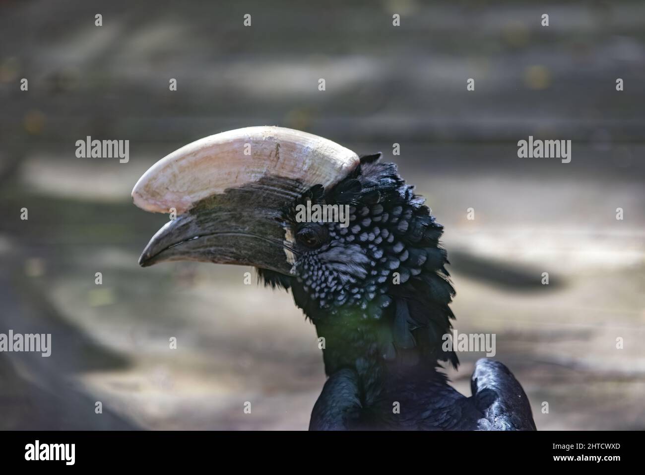 Closeup portrait of an Asian white-crested kalao in a cage Stock Photo ...