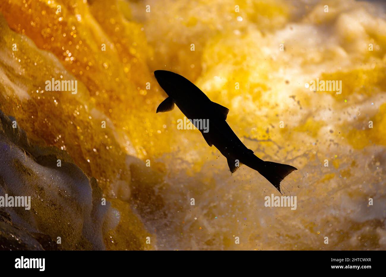 Salmon stainforth force hi-res stock photography and images - Alamy