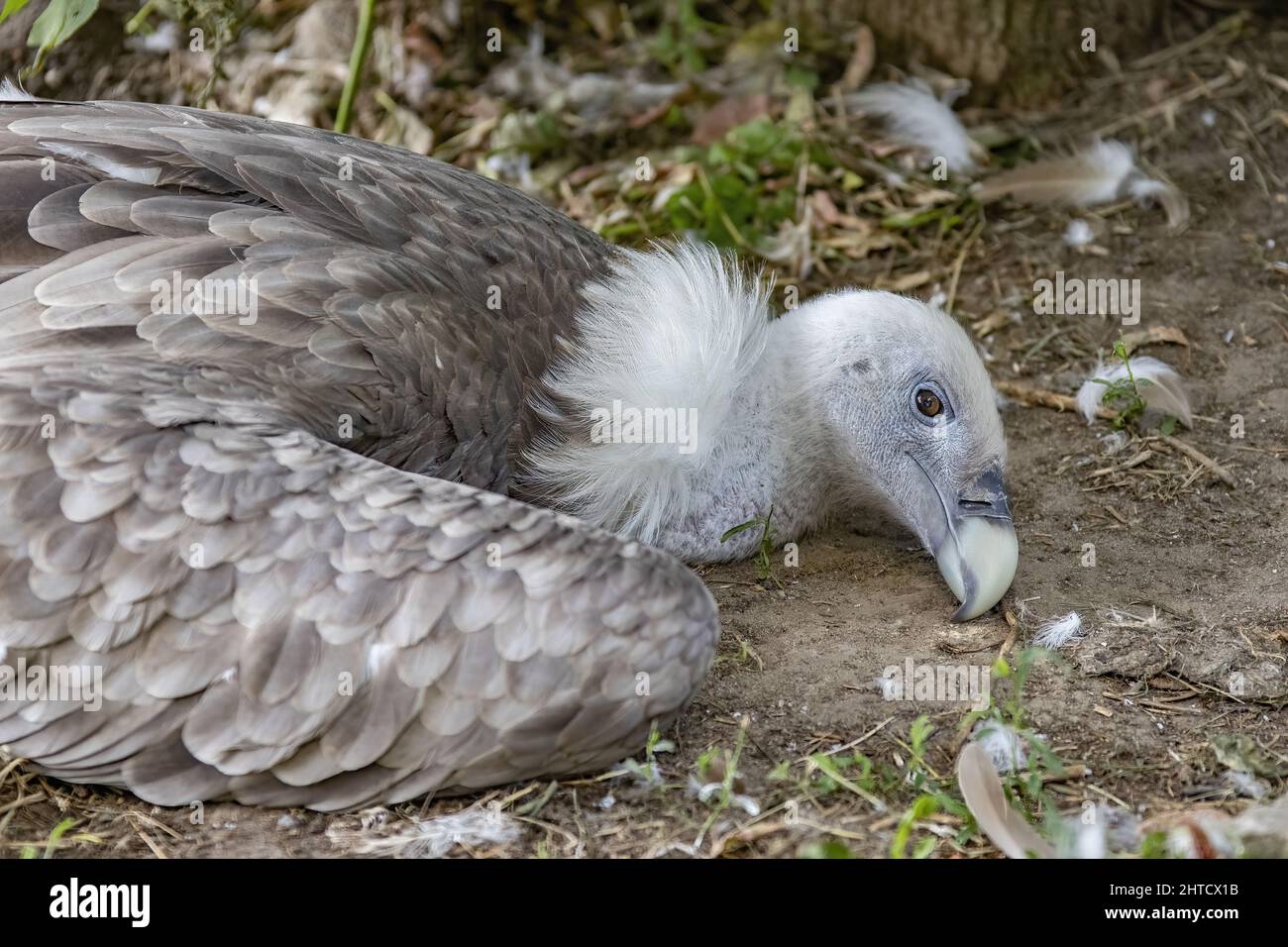 Closeup portrait of a grey vulture bird lying on the groun Stock Photo ...
