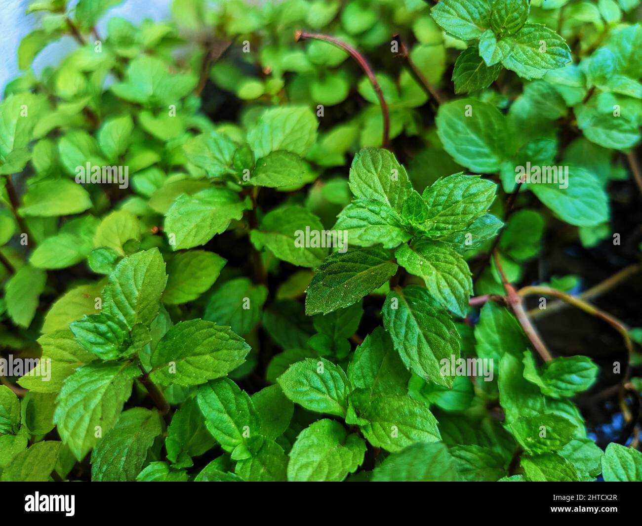 Mint green plants mint leaf peppermint plant Stock Photo - Alamy