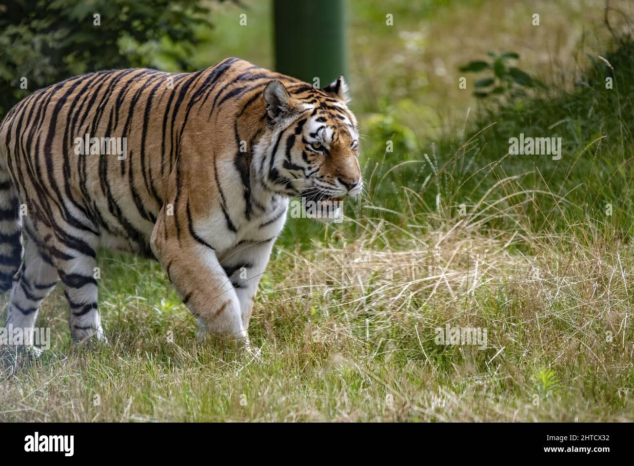Closeup of the tiger walking on the lawn Stock Photo - Alamy