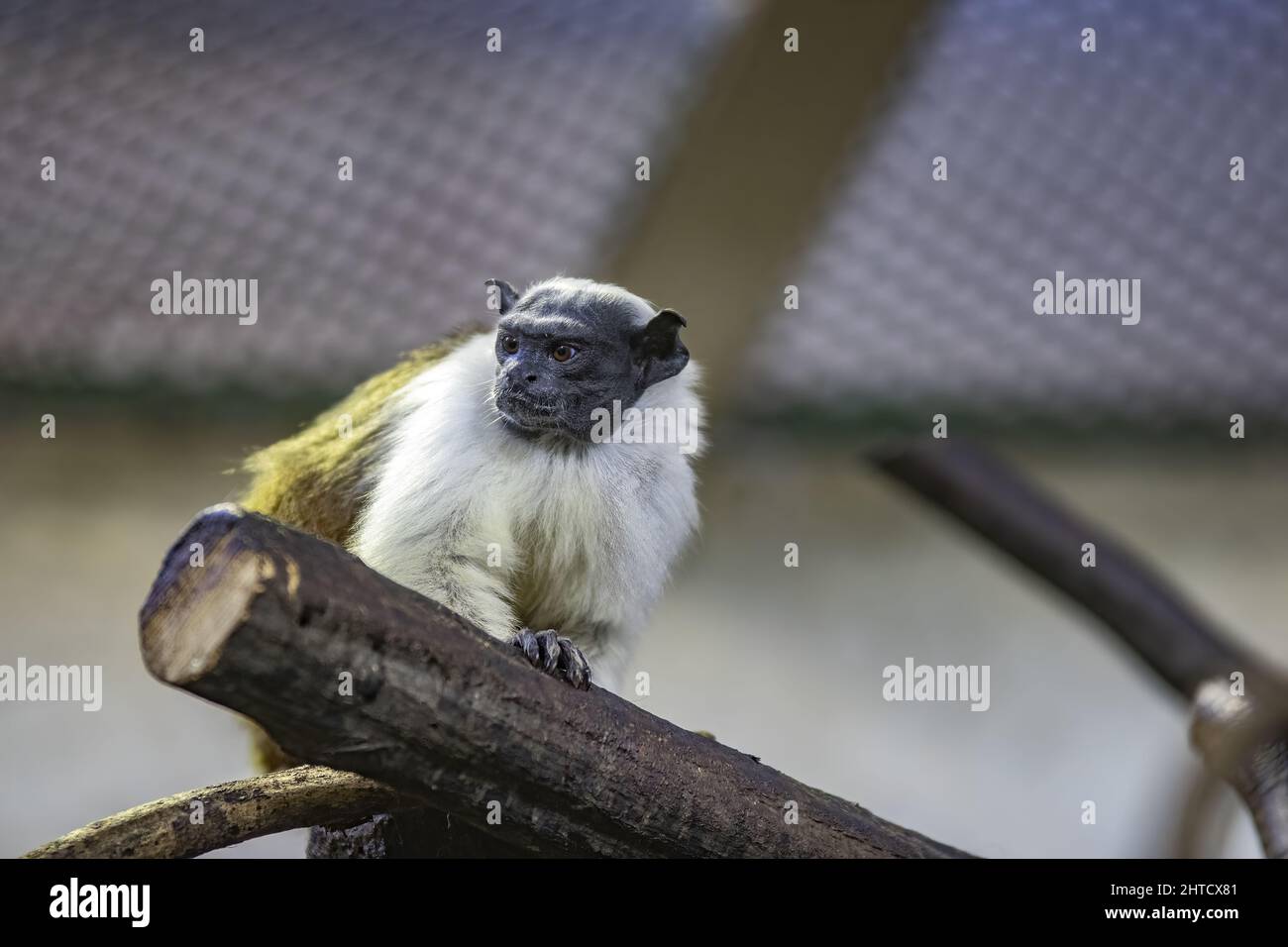 Closeup of a pied tamarin sitting on a branch of a tree inside a zoo ...