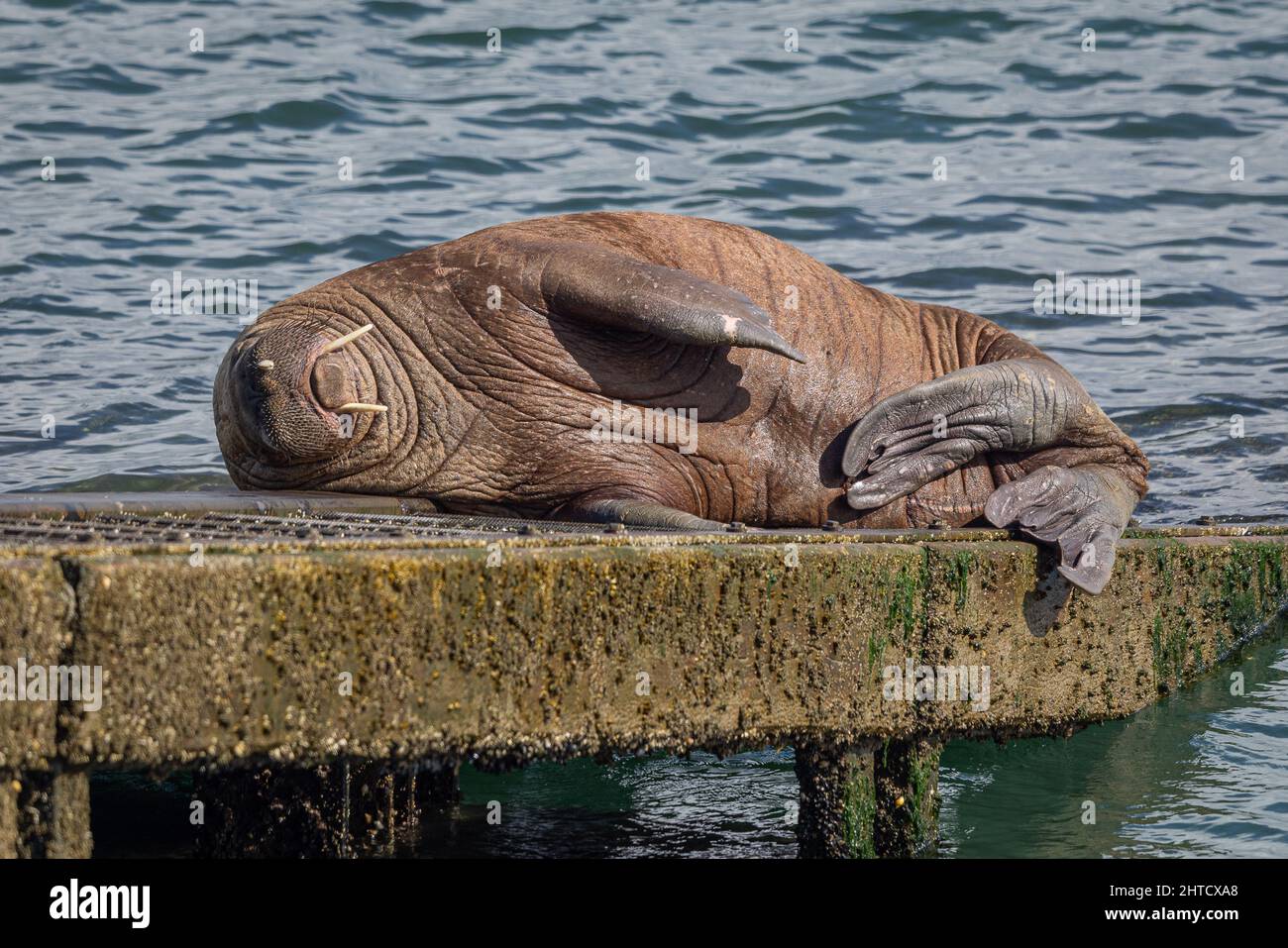 Walrus on ramp. Tenby Wales Stock Photo - Alamy