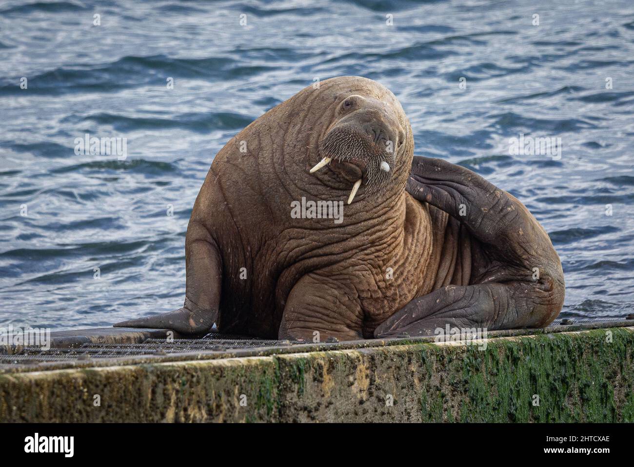 Walrus on ramp. Tenby Wales Stock Photo - Alamy