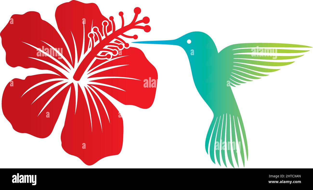 Hummingbird (Colibri) and red hibiscus flower vector illustration Stock ...