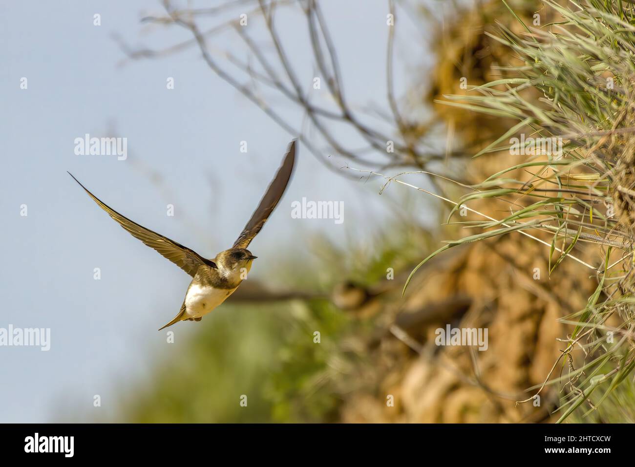 Closeup of a swift bird flying with its wings wide open against ...