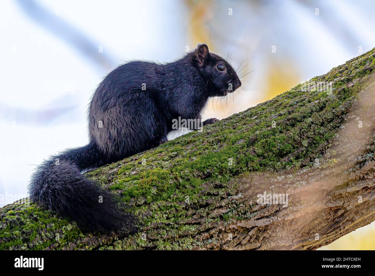 Melanistic black squirrel, England Stock Photo - Alamy