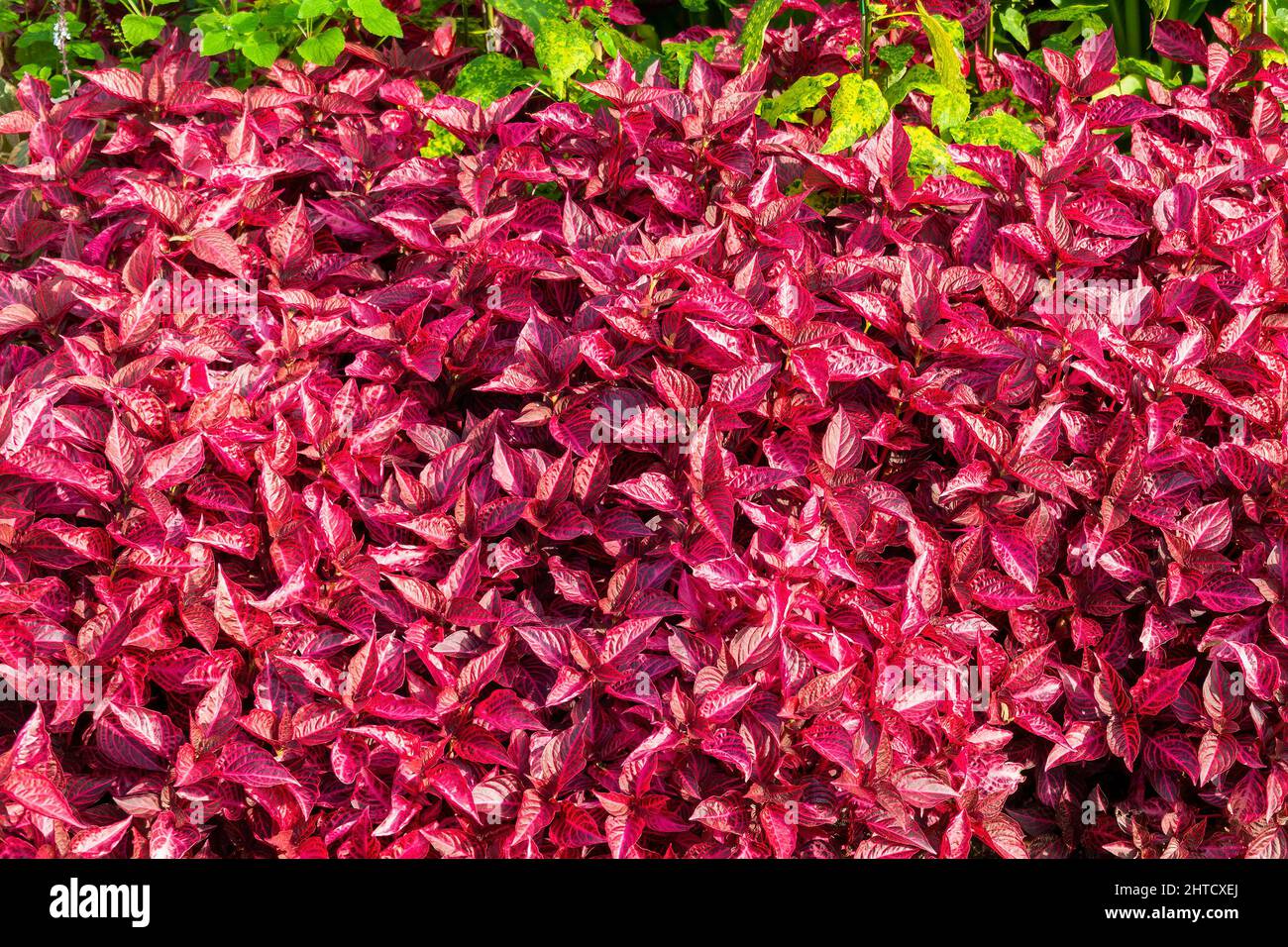 Iresine herbstii 'Brilliantissima' a red leaf shrub flowering foliage ...