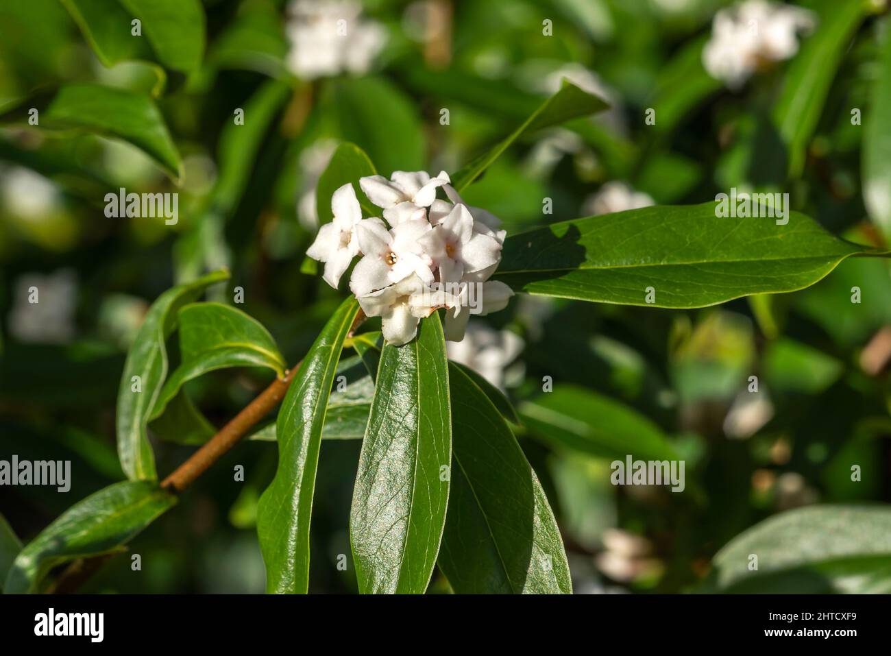 Daphne bholua 'Spring Herald' an evergreen winter and spring flowering ...