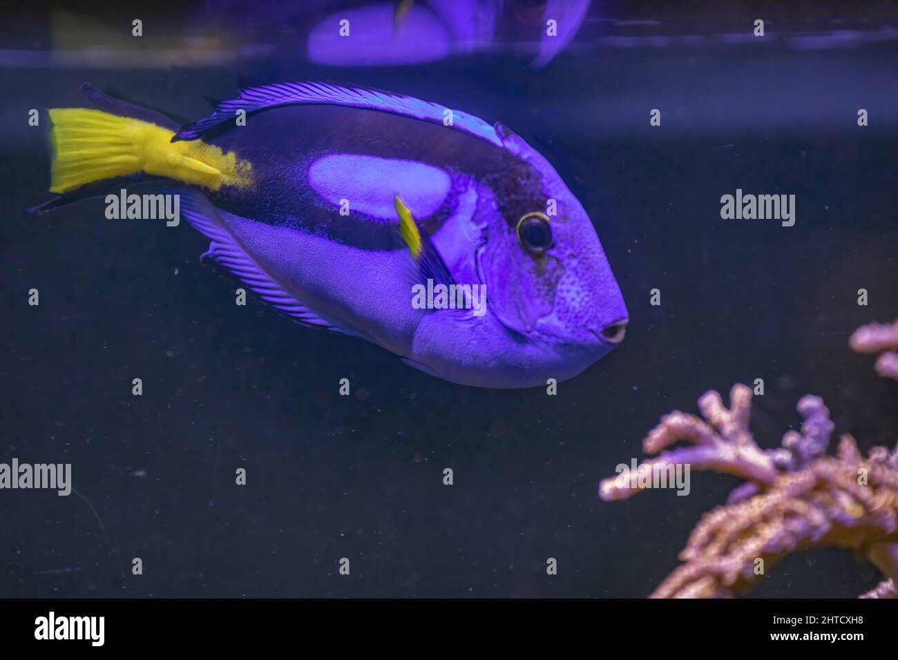 Closeup of the Paracanthurus hepatus, royal blue tang Stock Photo - Alamy