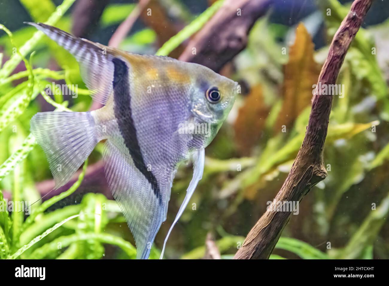 Closeup of the Pterophyllum altum, altum angelfish Stock Photo - Alamy