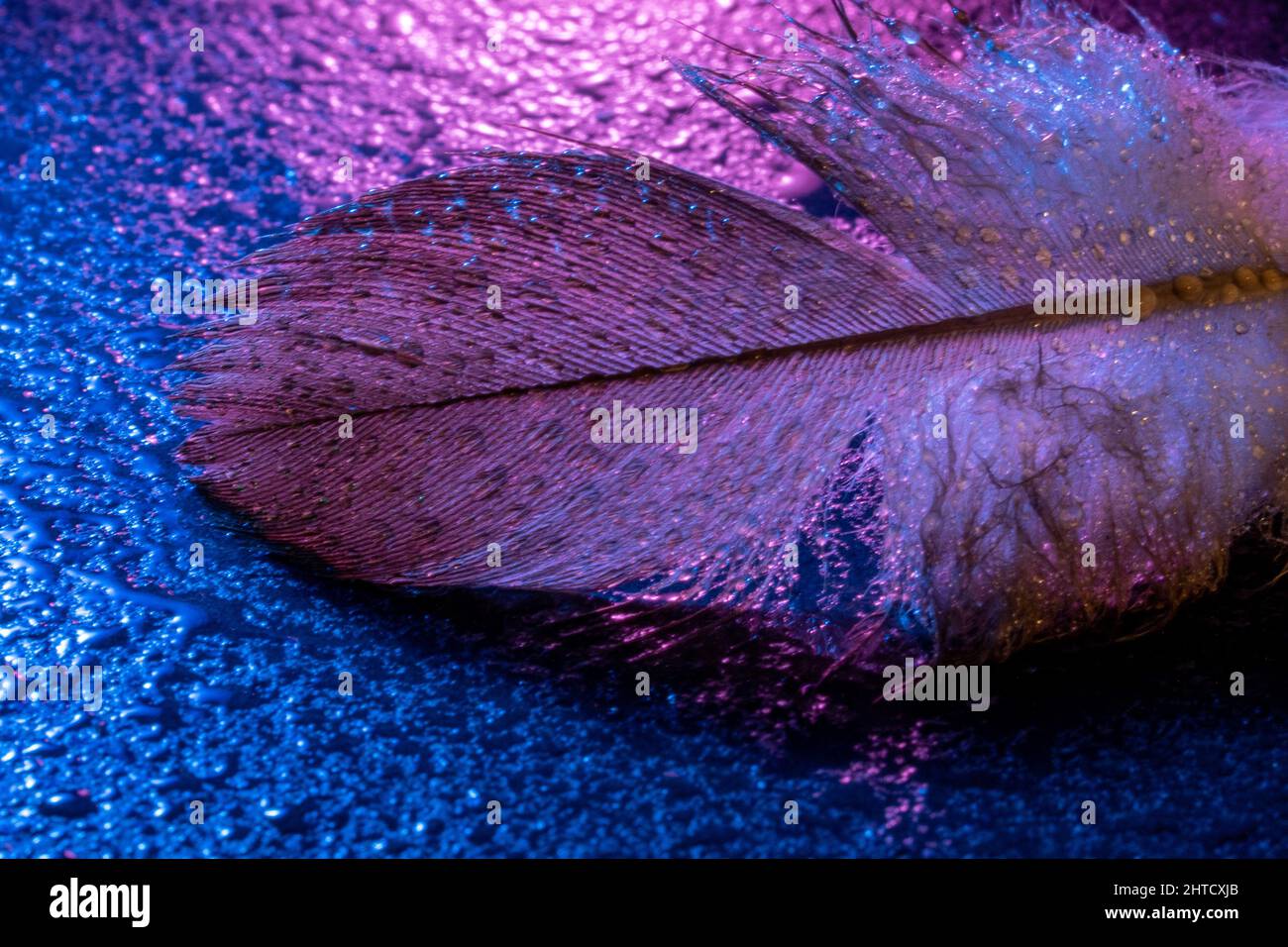 Closeup picture of a fallen feather Stock Photo - Alamy