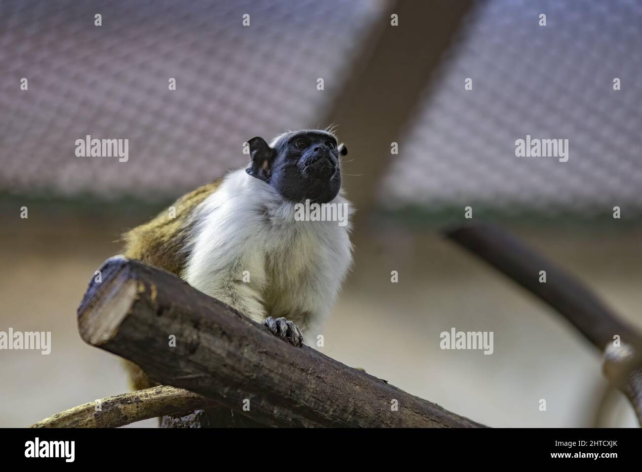 Pied tamarin hi-res stock photography and images - Alamy