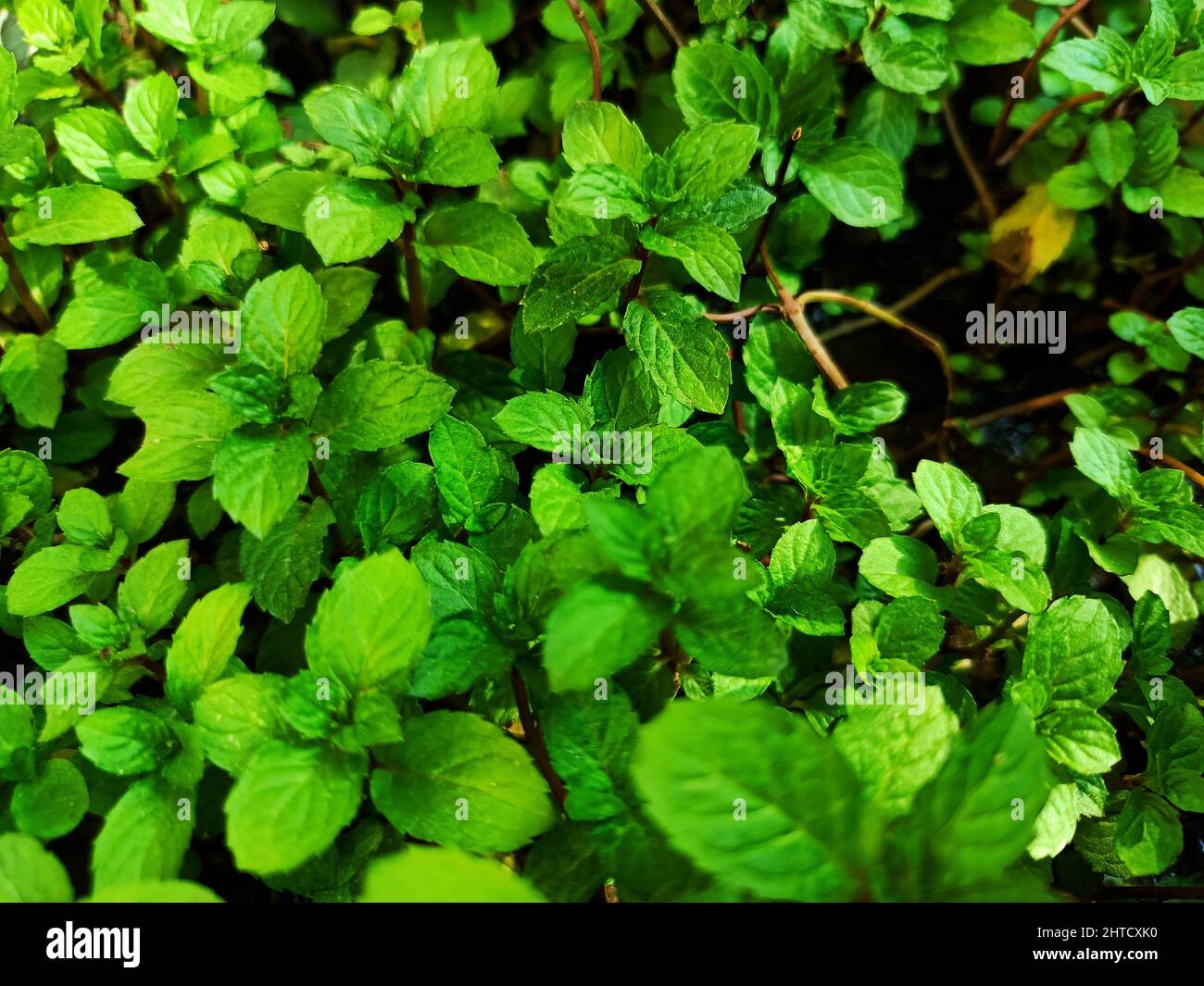 Mint green plants mint leaf peppermint plant Stock Photo - Alamy